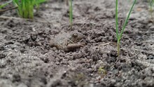 Spring Frog Free Stock Photo - Public Domain Pictures