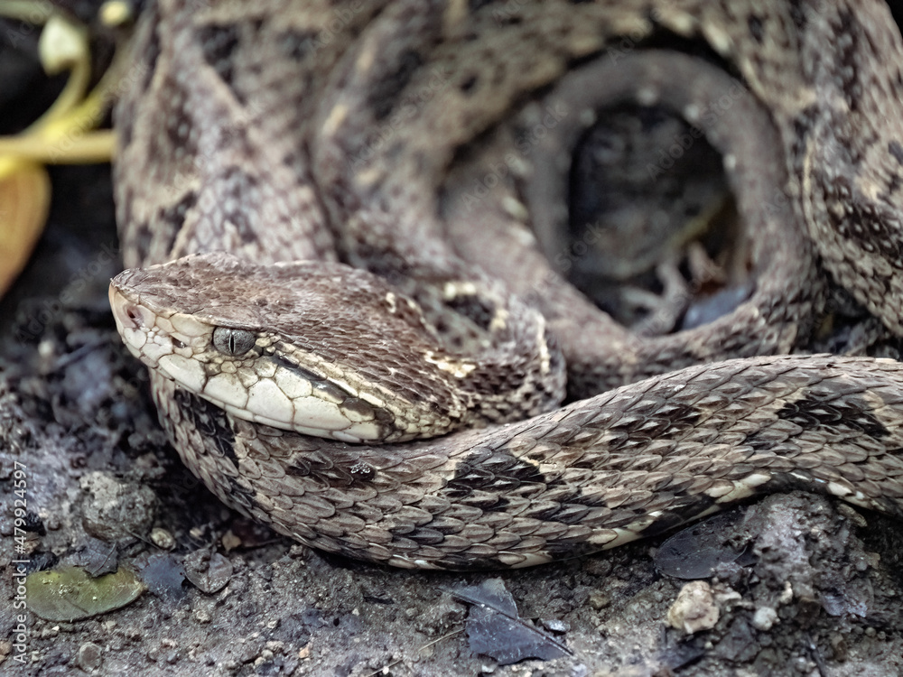 The venomous Fer-de-lance Bothrops asper, sits in the rainforest and ...