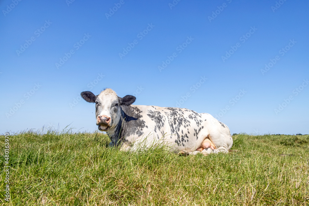 Beef cow looking lovely lying down in the field, chewing mouth open ...