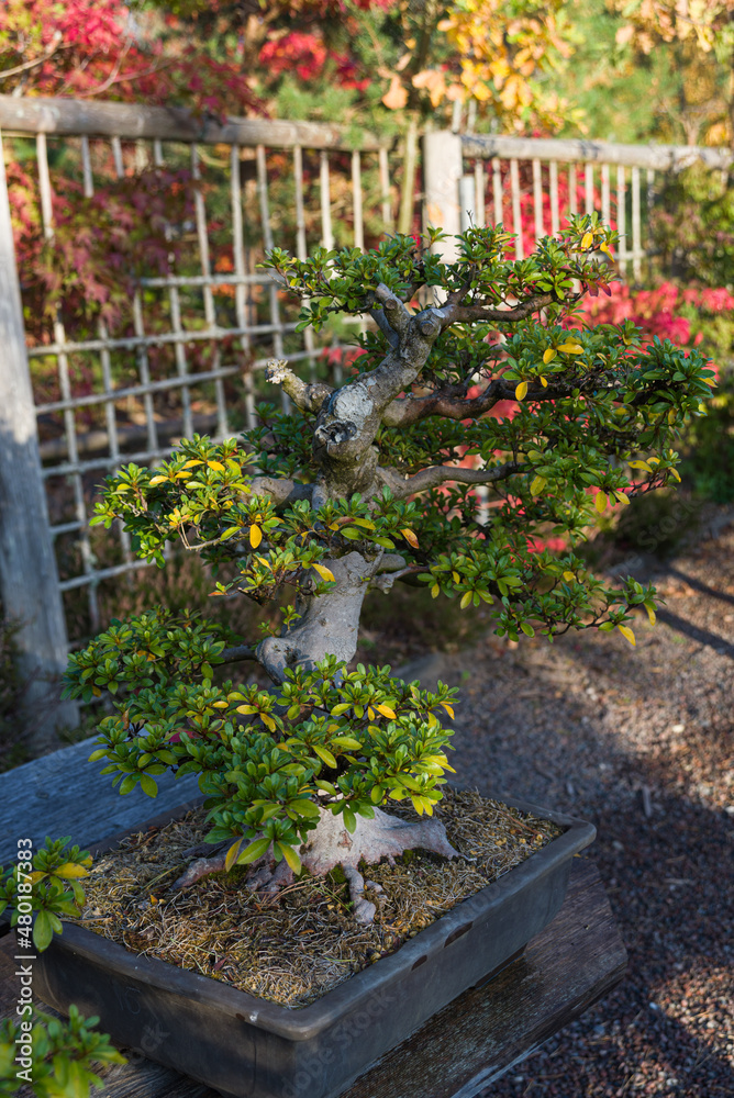 Amazing bonsai tree, care and cultivation. Beautiful autumn colors ...