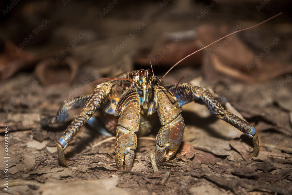 The Coconut crab world's largest terrestrial anthropod, robber crab ...