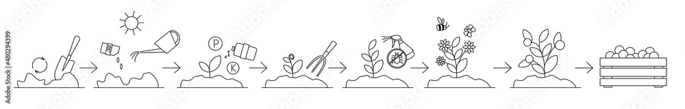 Schematic representation of planting and growing a plant in open ground ...