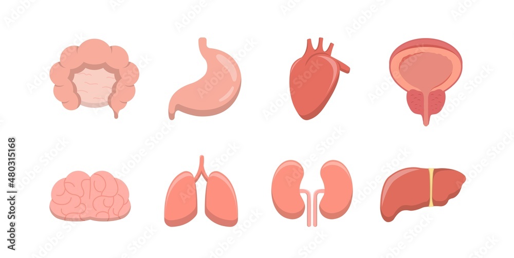 Human organs icons collection, vector flat anatomical diagrams ...