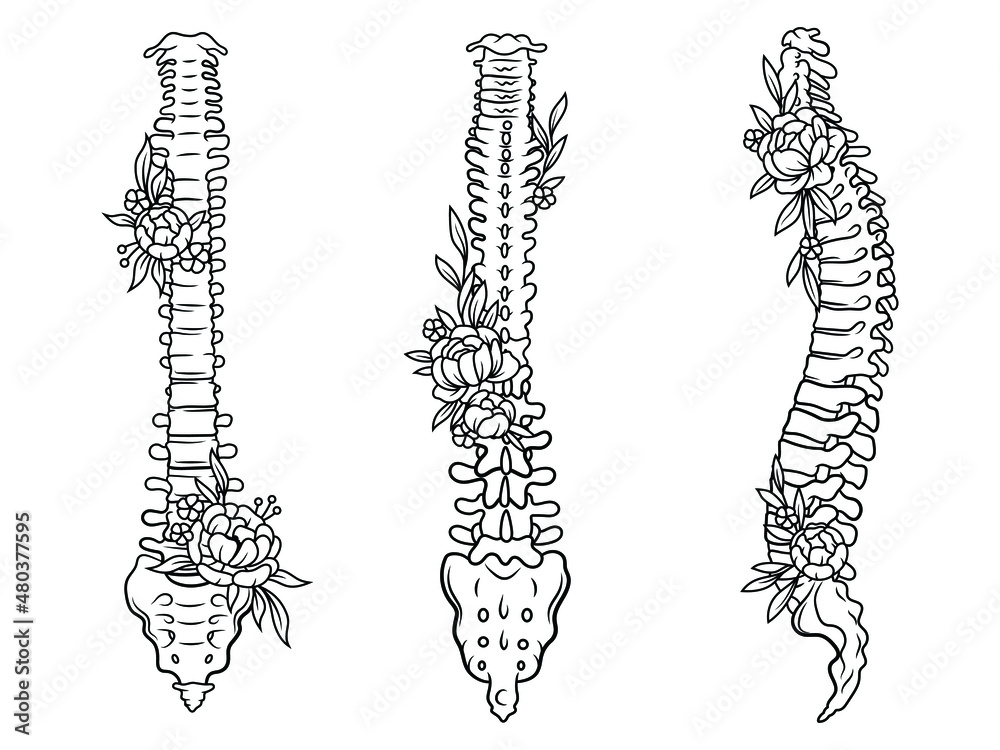 Set of human spine. Collection of various silhouette floral spine ...