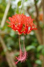 Spider Hibiscus Free Stock Photo - Public Domain Pictures