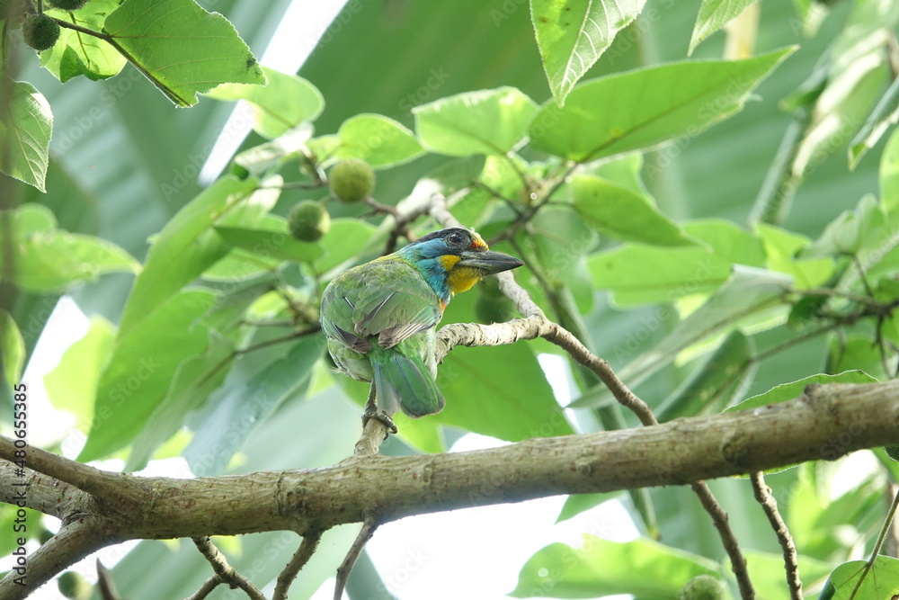 Taiwan Barbet, a species of bird endemic to Taiwan. The Chinese name ...