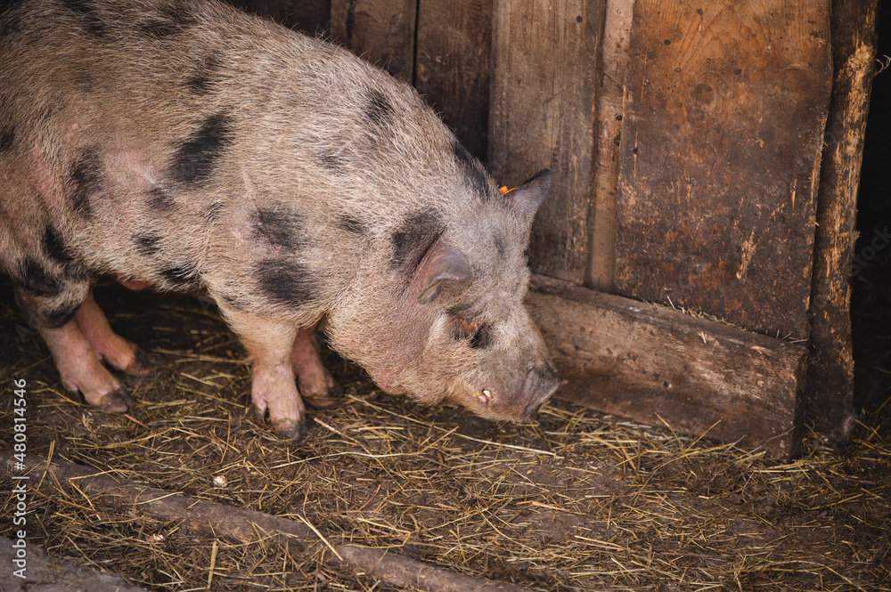 vietnamese pig merle color portrait Stock Photo | Adobe Stock