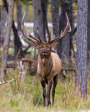 Bull Elk Calling Free Stock Photo - Public Domain Pictures