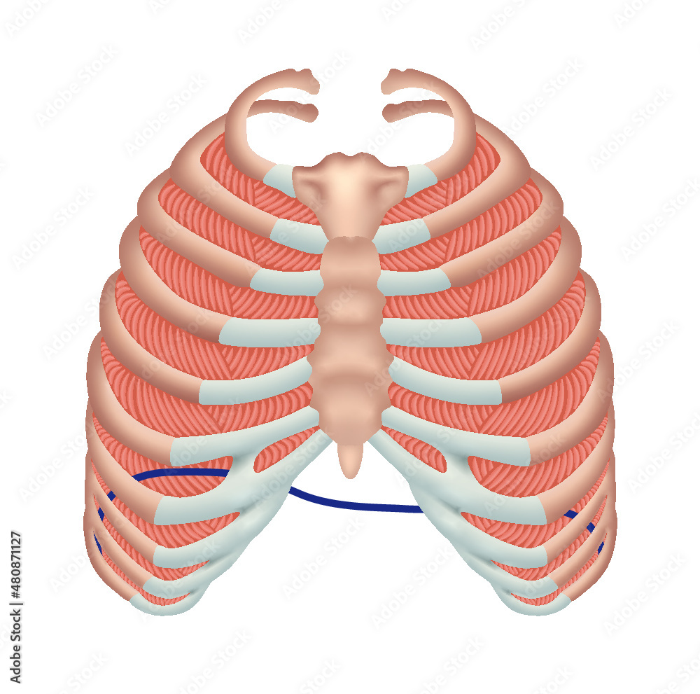 Rib cage and intercostal muscle anatomy Stock Vector | Adobe Stock