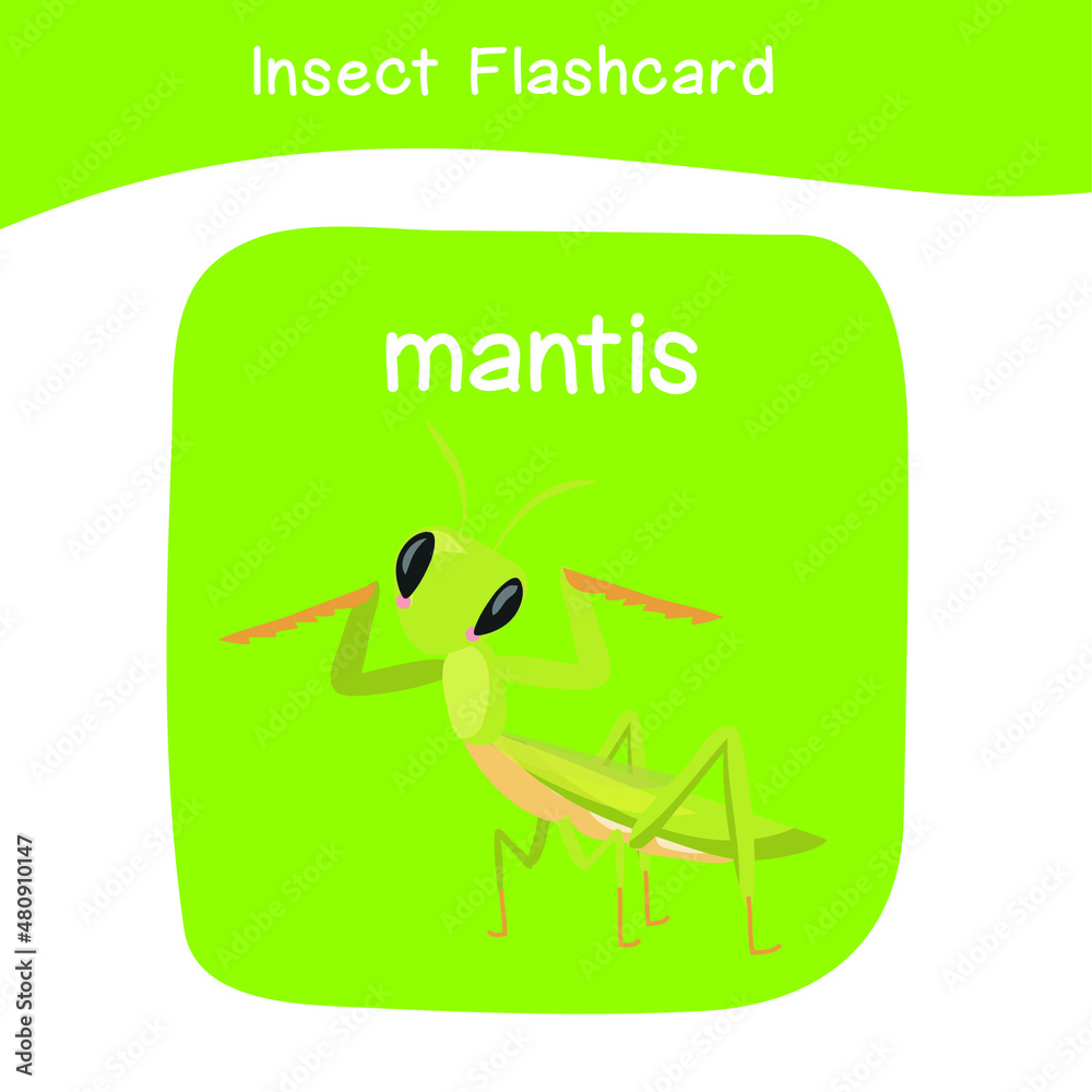 Insect name and cute cartoon image flashcard. Cute flashcards for ...