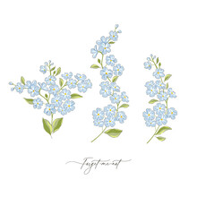 Forget-me-not Flower Art Free Stock Photo - Public Domain Pictures