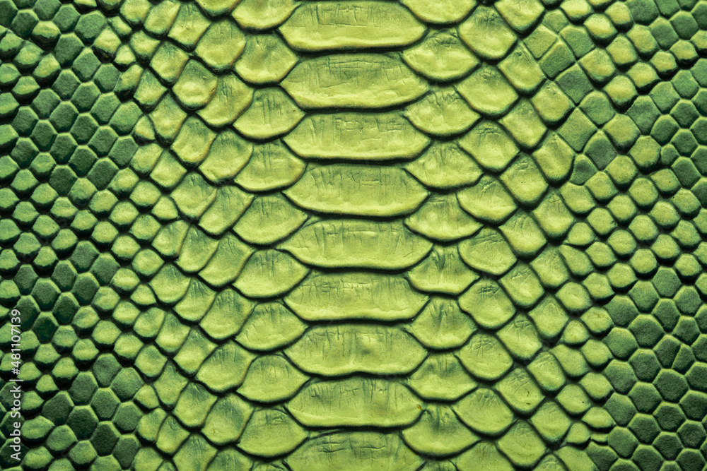 Beautiful green bright python skin, reptile skin texture, multicolored ...