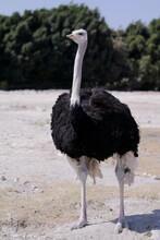 Ostrich Full Body Free Stock Photo - Public Domain Pictures