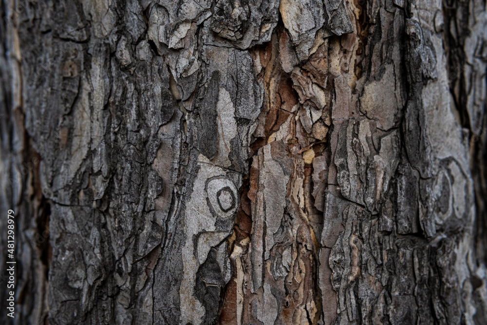 Tree bark macro texture, aged wood, cracks on the tree, old tree in the park photo background ...