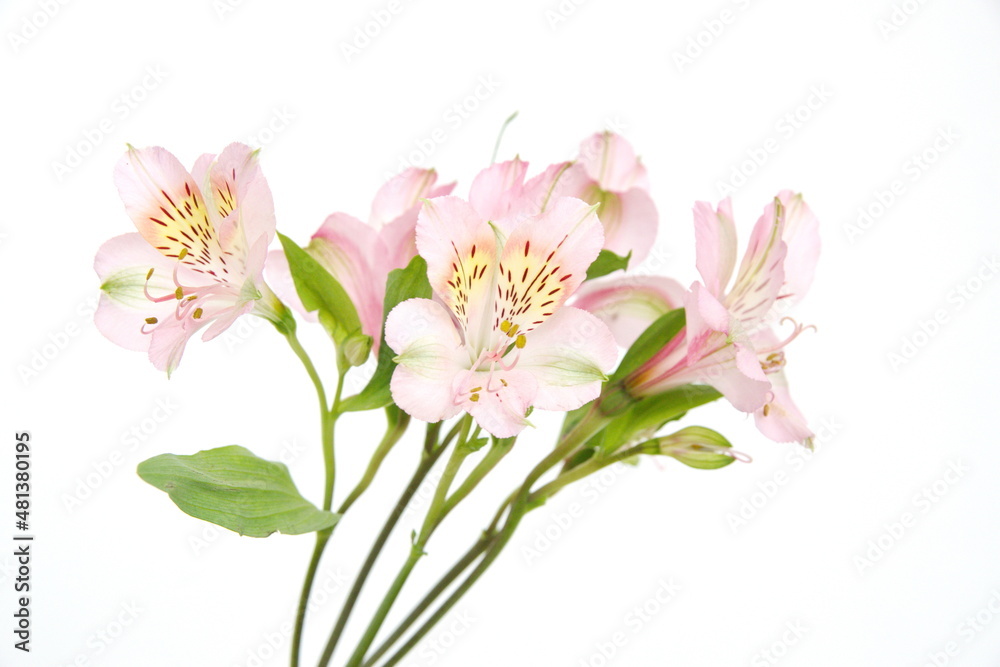Peruvian lily, lily of the Incas, Alstroemeria with light pink flowers ...