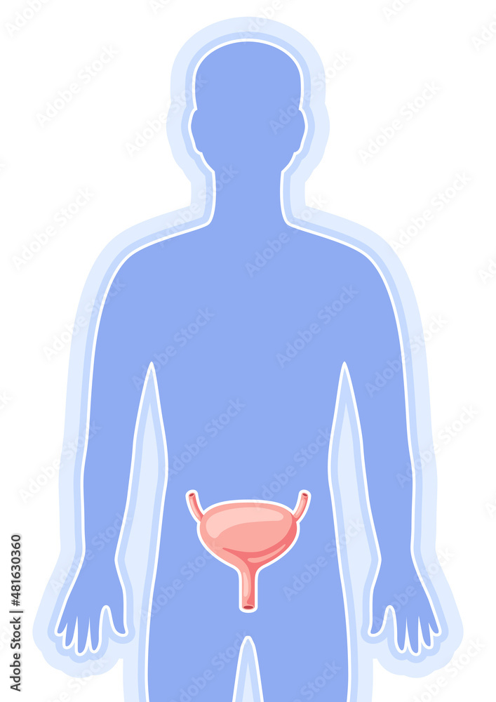 Illustration with bladder internal organ. Human body anatomy. Health ...