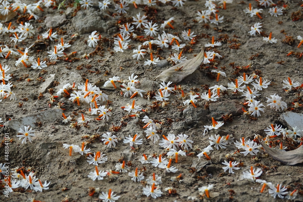 Night Jasmine with an orange center and Stem (Shiuli Phool, Parijat ...