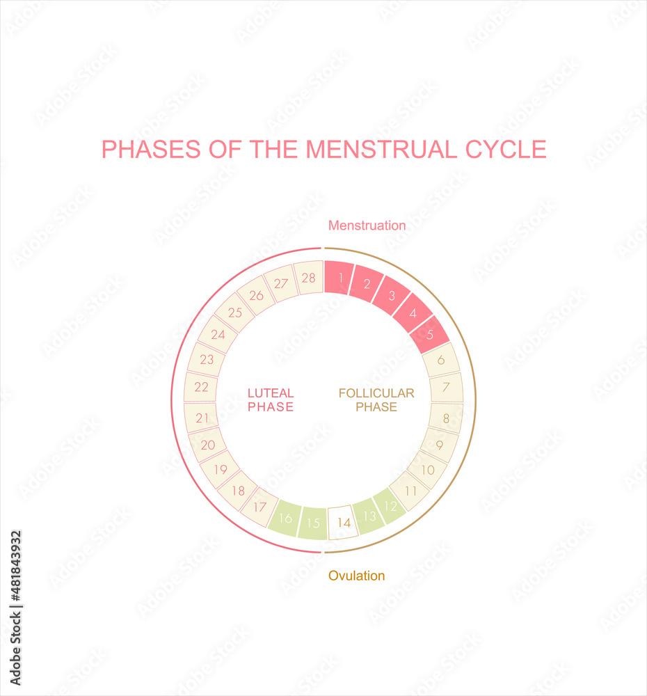 Menstrual cycle chart. The four main phases. Female average cycle days ...