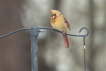 Male Cardinal Bird On Table Free Stock Photo - Public Domain Pictures