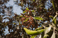 Pepper Tree Pods Free Stock Photo - Public Domain Pictures