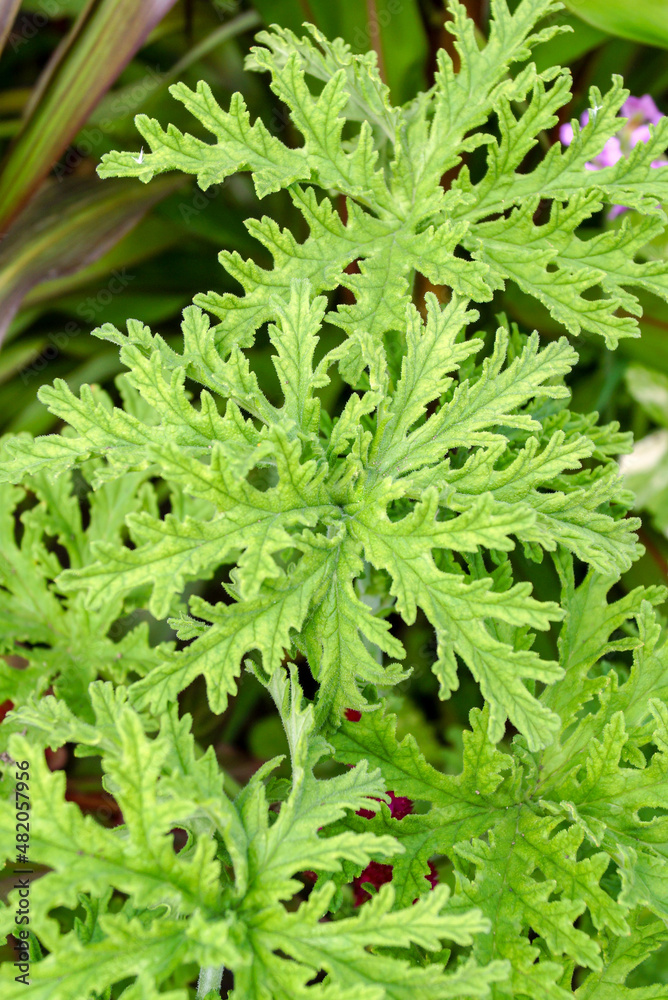 The foliage (leaves) of 'Citronella' scented geranium (Pelargonium ...