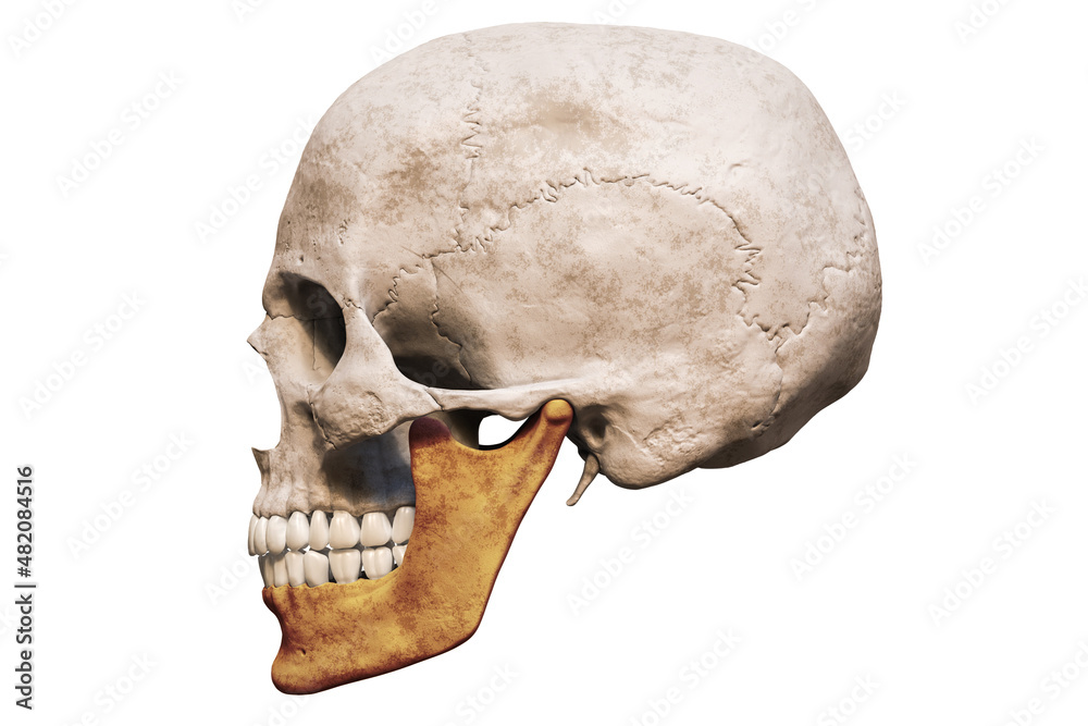Illustration Stock Anatomically accurate human male skull with ...
