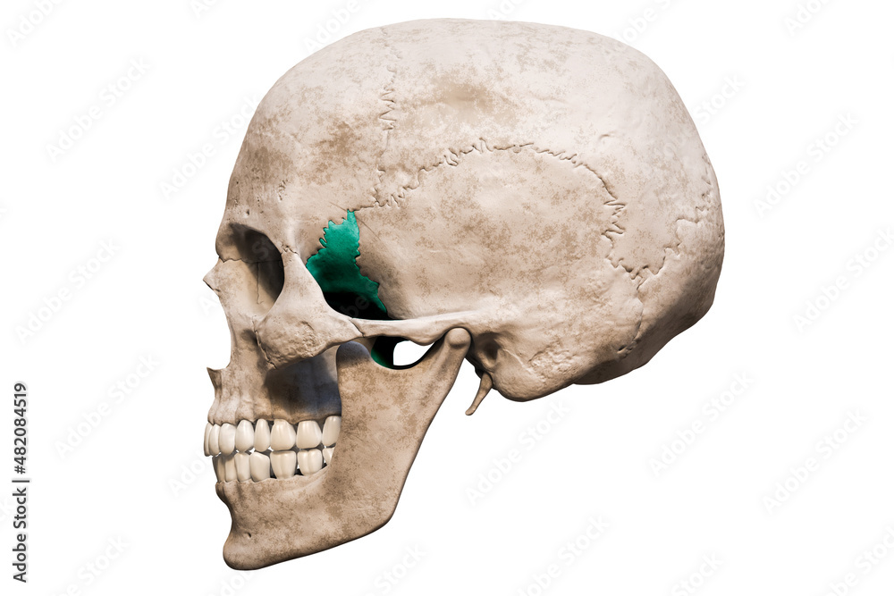Anatomically accurate human male skull with colorized sphenoid bone ...