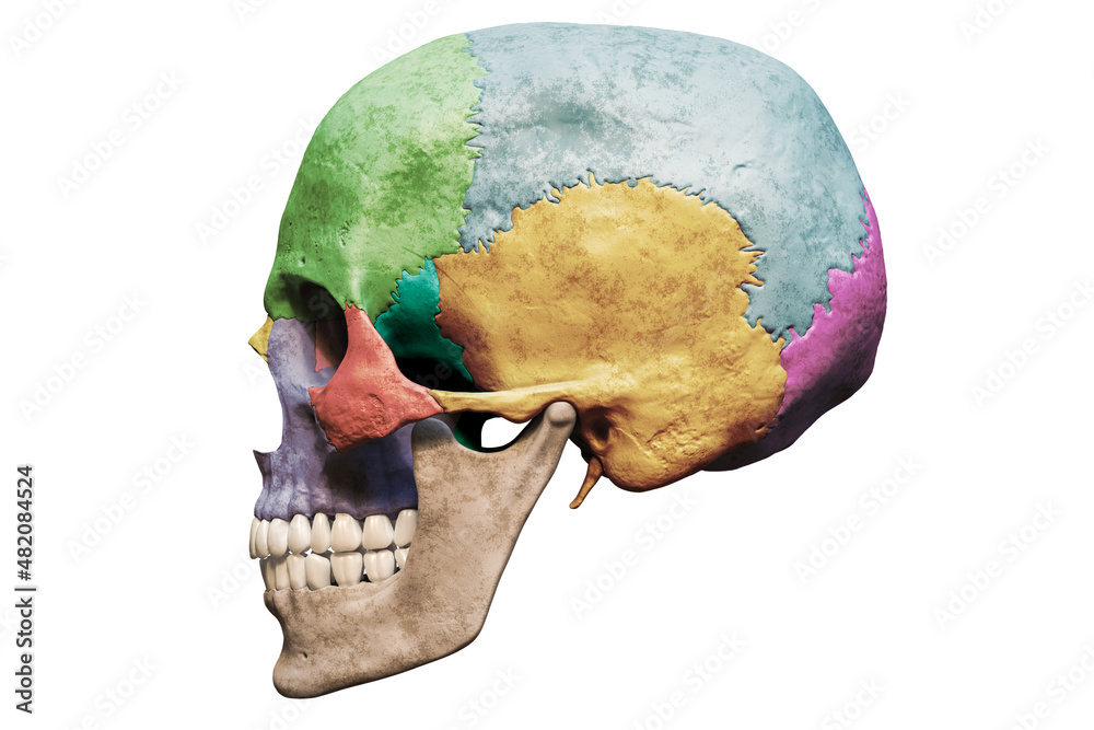 Anatomically accurate human male skull with colorized bones lateral or ...
