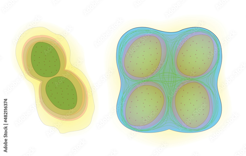 Gloeocapsa (cyanobacteria structure) Stock Vector | Adobe Stock