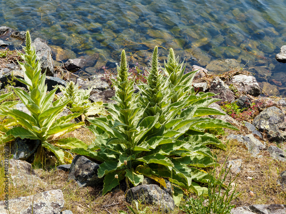 Foto de Stock Plants de verbascum thapsus ou molène bouillon-blanc à ...