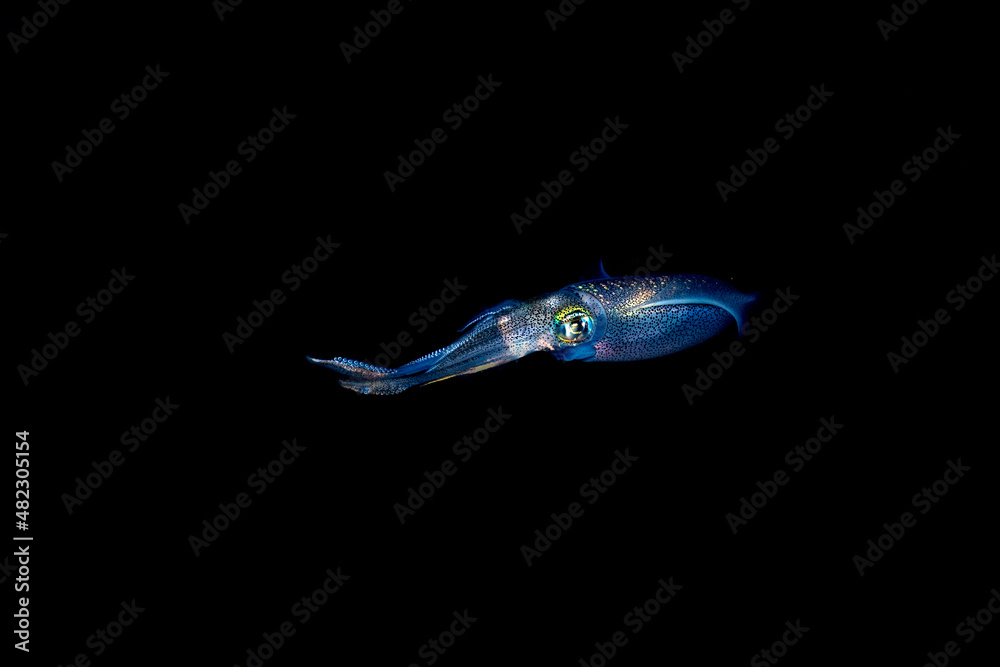 Bigfin Reef Squid - Sepioteuthis lessoniana hunting in the night ...