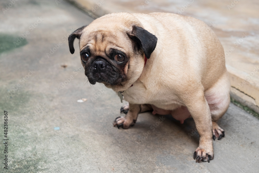 english bulldog puppy sitting poop Stock Photo | Adobe Stock