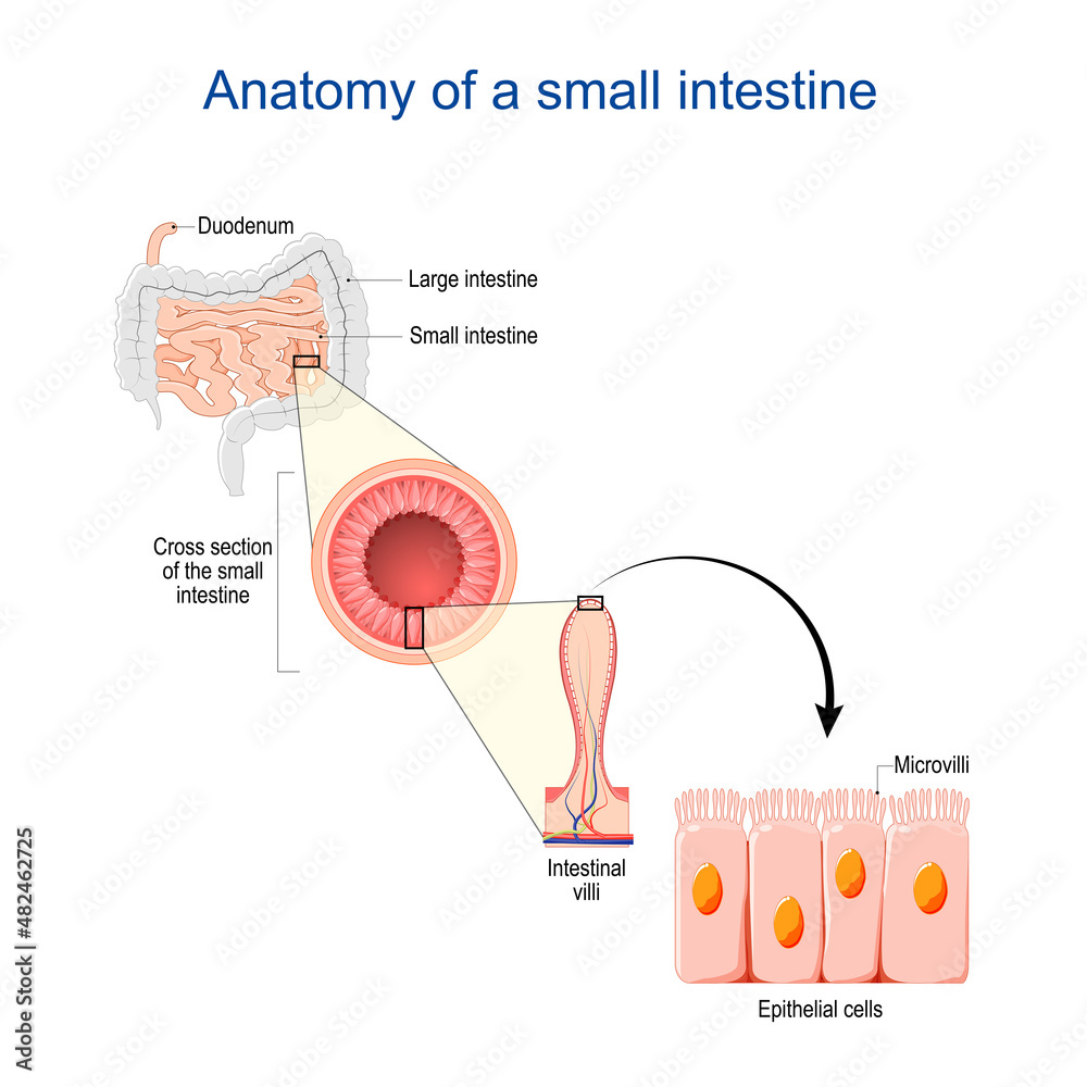Vetor small intestine Anatomy. Cross section of a ileum with Internal ...