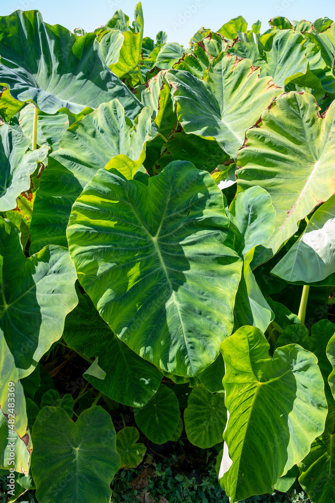 Plantationf of Colocasia esculenta tropical plant grown primarily for ...