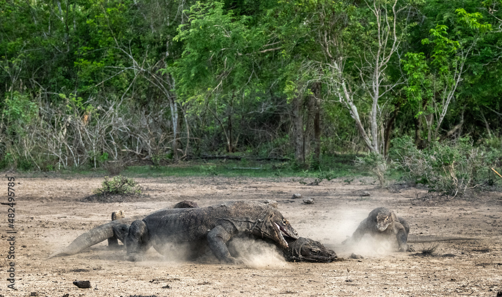 Fight of komodo dragons for prey. The Komodo dragon, scientific name ...