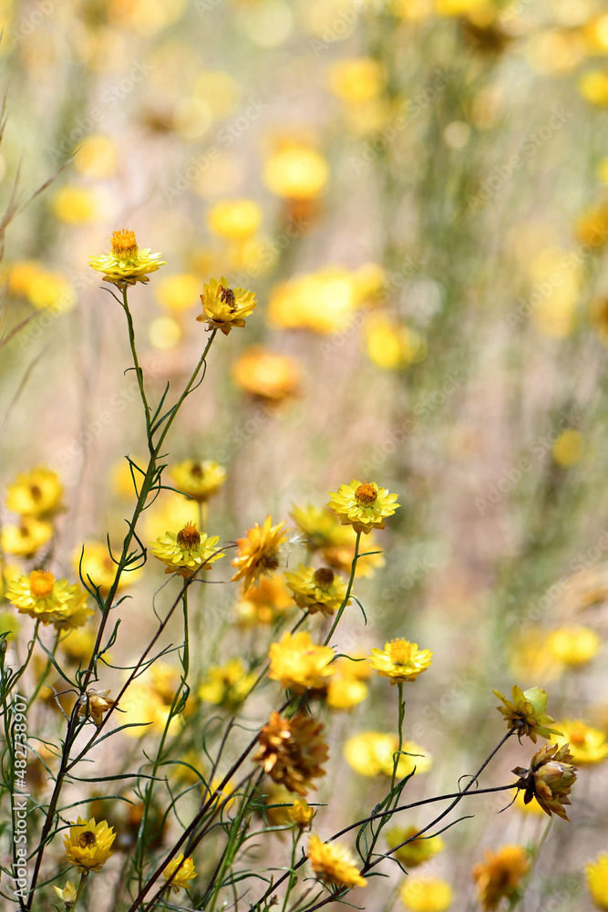 Yellow flower heads of the eastern Australian native Sticky Everlasting ...