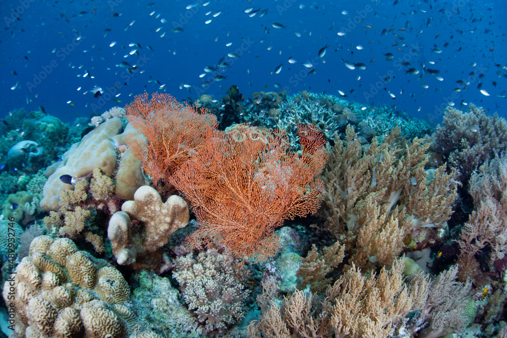 A healthy, biodiverse coral reef thrives in the waters near Alor ...