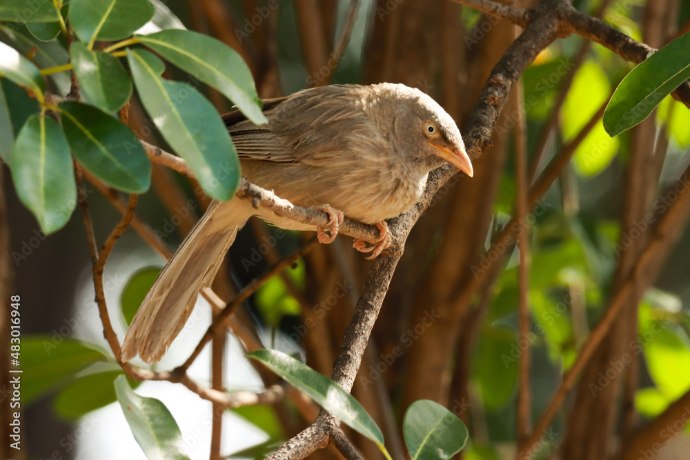 Jungle babbler on branch. Turdoides striata. The jungle babbler is a ...