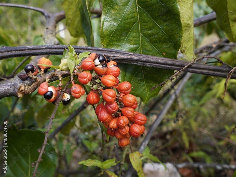 Guarana shrubs with fruits (Paullinia cupana (syn. P. crysan, P ...