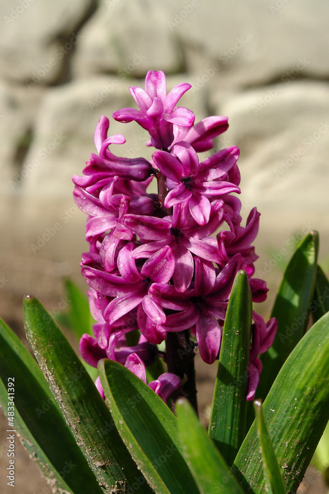 Purple hyacinth of the 'Miss Saigon' variety (Hyacinthus orientalis, Dutch Hyacinth) in a garden ...