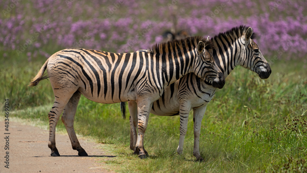 Zebra Grooming an cuddling each other after the mating season has ...