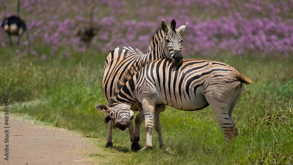 Zebra Grooming an cuddling each other after the mating season has ...