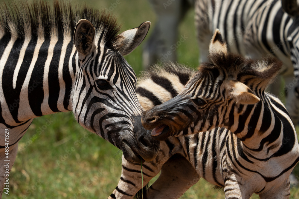 Zebra Grooming an cuddling each other after the mating season has ...