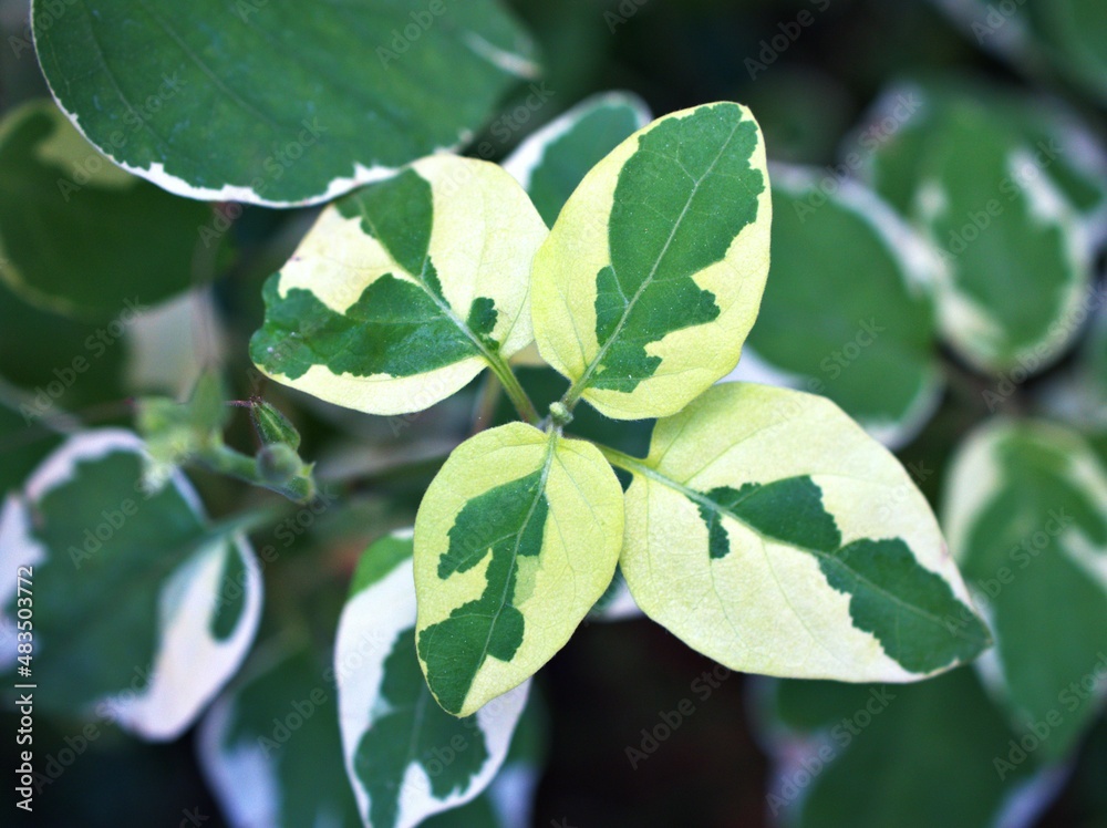 Foto Foliage Lust Anastasia Hanging leaves Macro green leaf of flowers ...