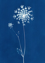 Cyanotype Free Stock Photo - Public Domain Pictures