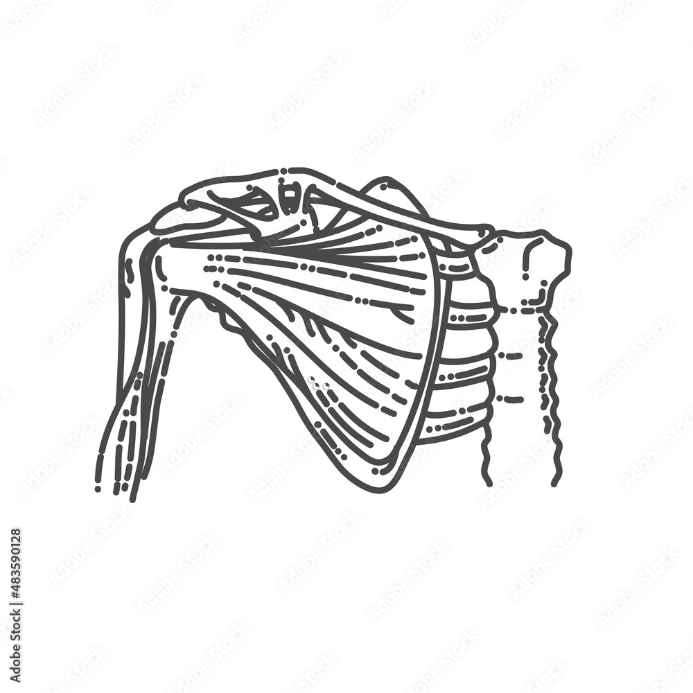 Shoulder anatomy vector illustration. skeleton and muscle structure ...