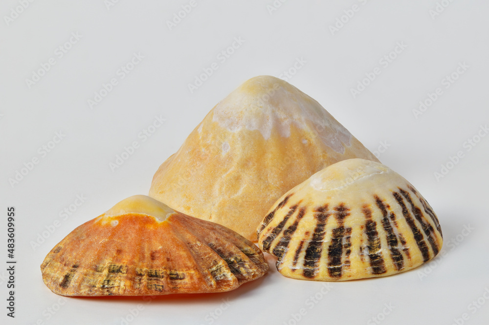 Limpet sea shells on white background Stock Photo | Adobe Stock