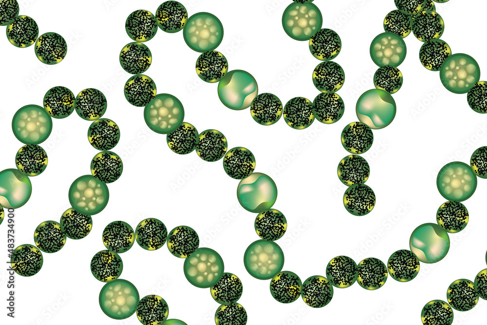 Structure of cyanobacteria (Cyanobacteria, also known as Cyanophyta in ...