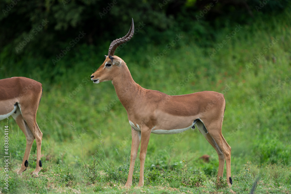 Foto de Stock Side view of a male Impala with gorgeous twisted horns ...