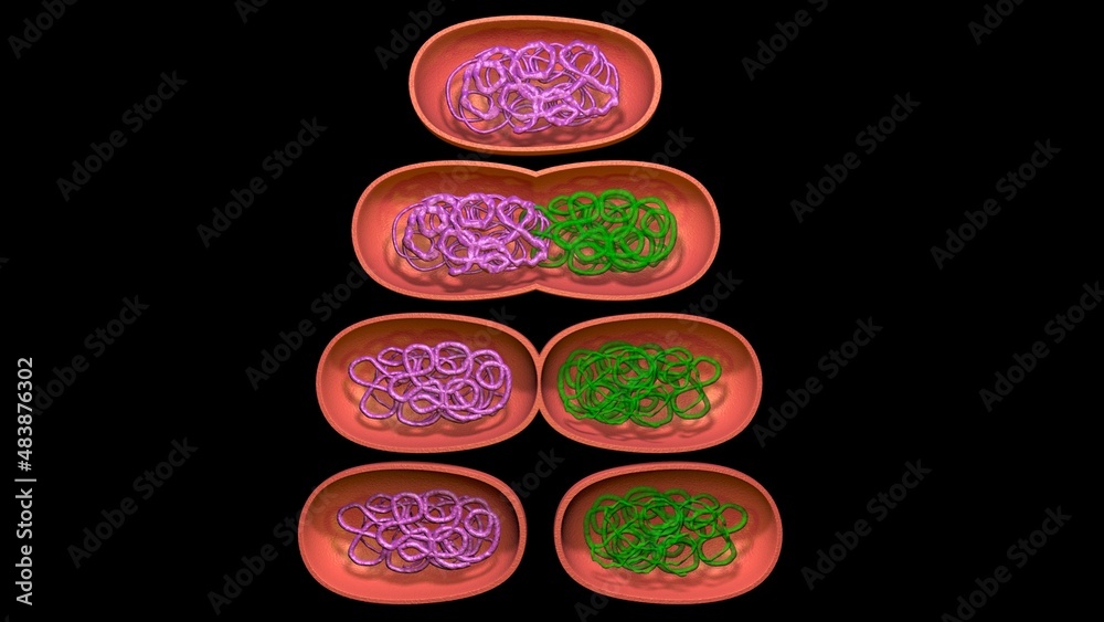 Cell dividing . Mitochondria splitting, DNA replication. Process of ...